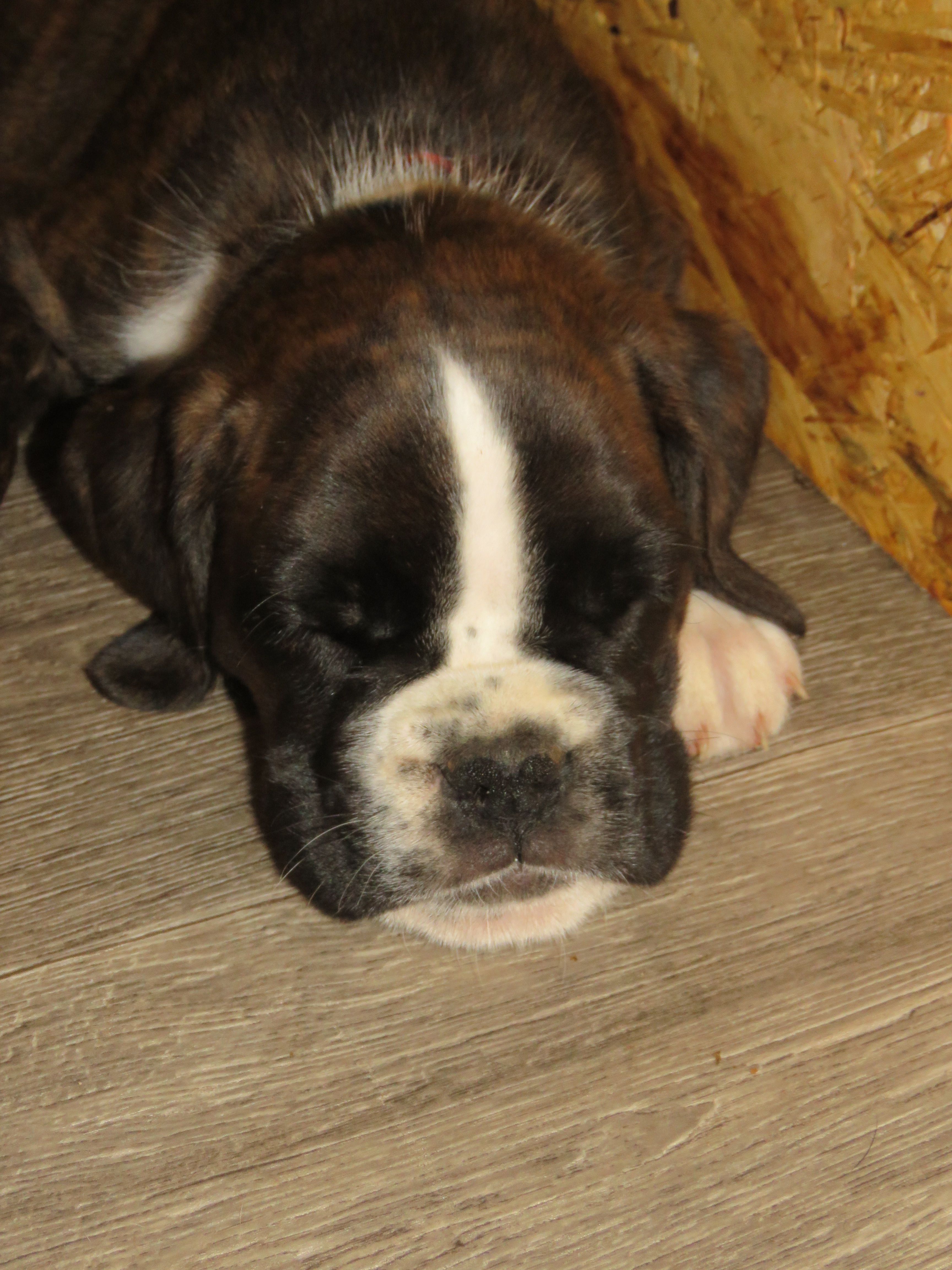 Boxer vom Reffenthal - Galerie - Diva von der Bühlerhöhe