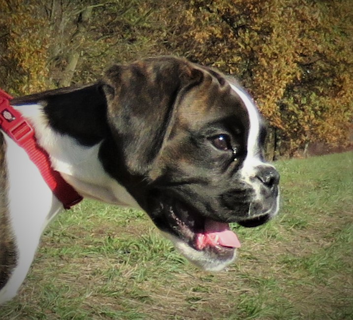 Boxer vom Reffenthal - Galerie - Diva von der Bühlerhöhe